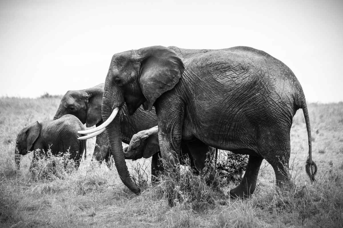 The Economics of Poaching